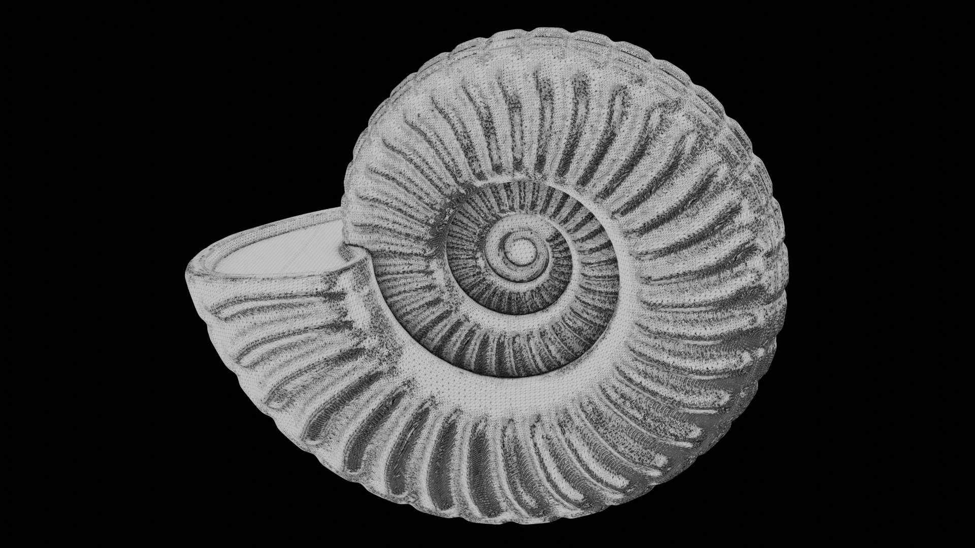 Ammonoid Shell With Ventral Nodes And Convex Ribs 3D - TurboSquid 2299086