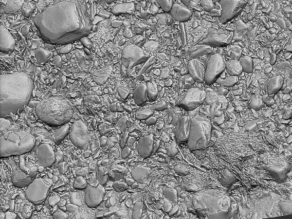 Forest ground 16k hd 3D model - TurboSquid 1328756