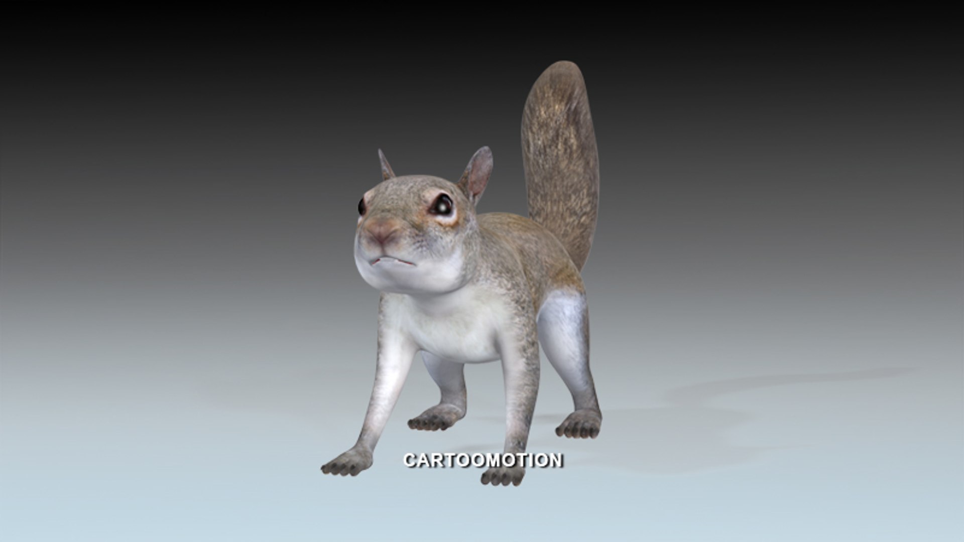 Fox Squirrels 3d Model