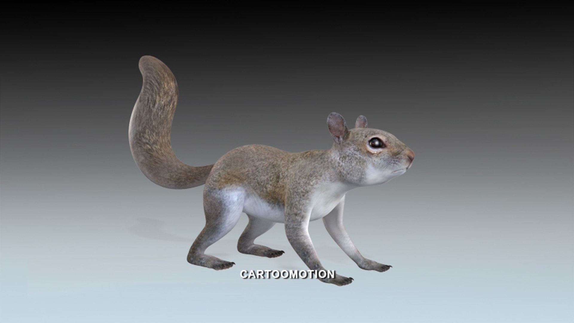 Fox Squirrels 3d Model