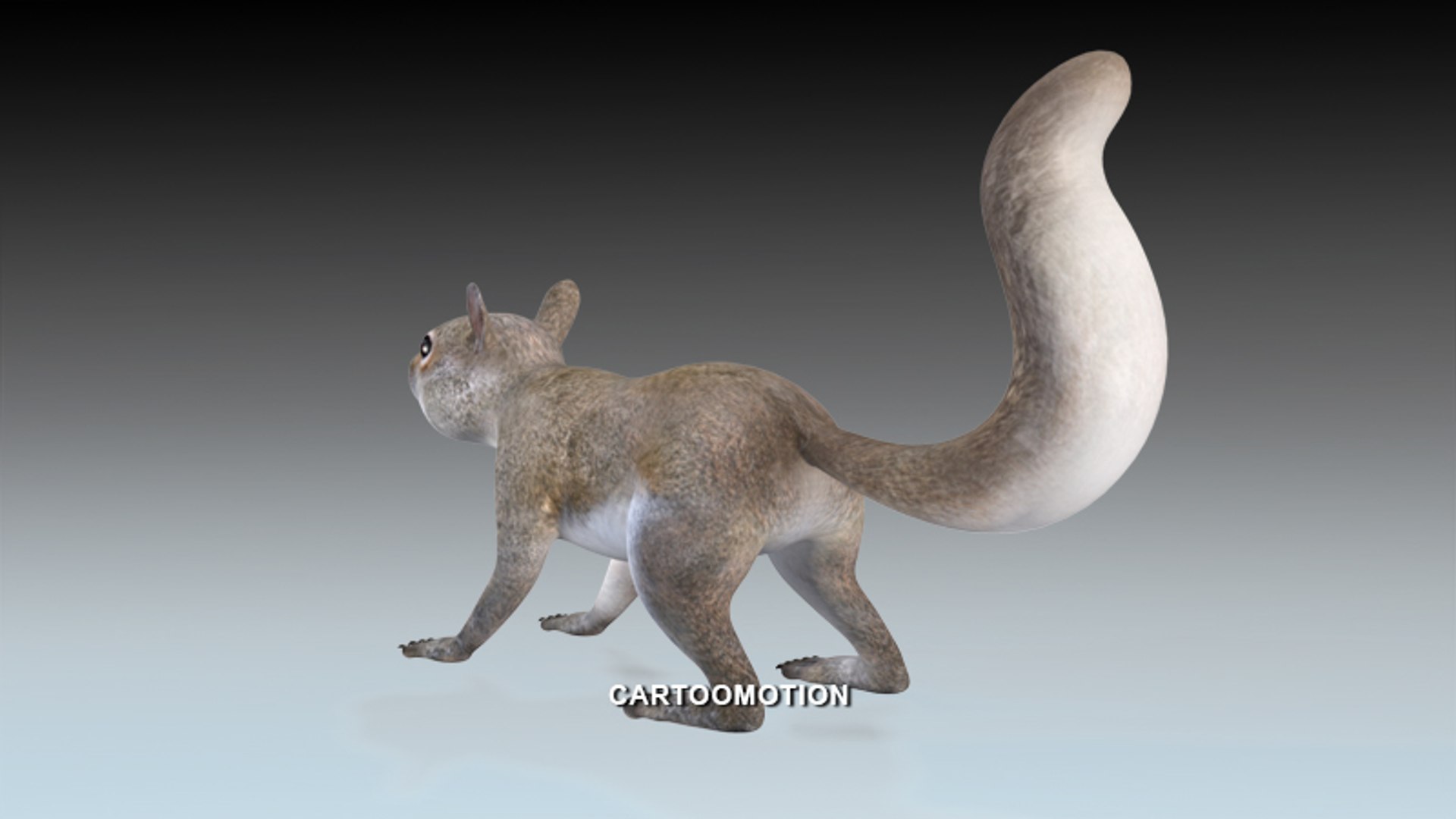 Fox Squirrels 3d Model