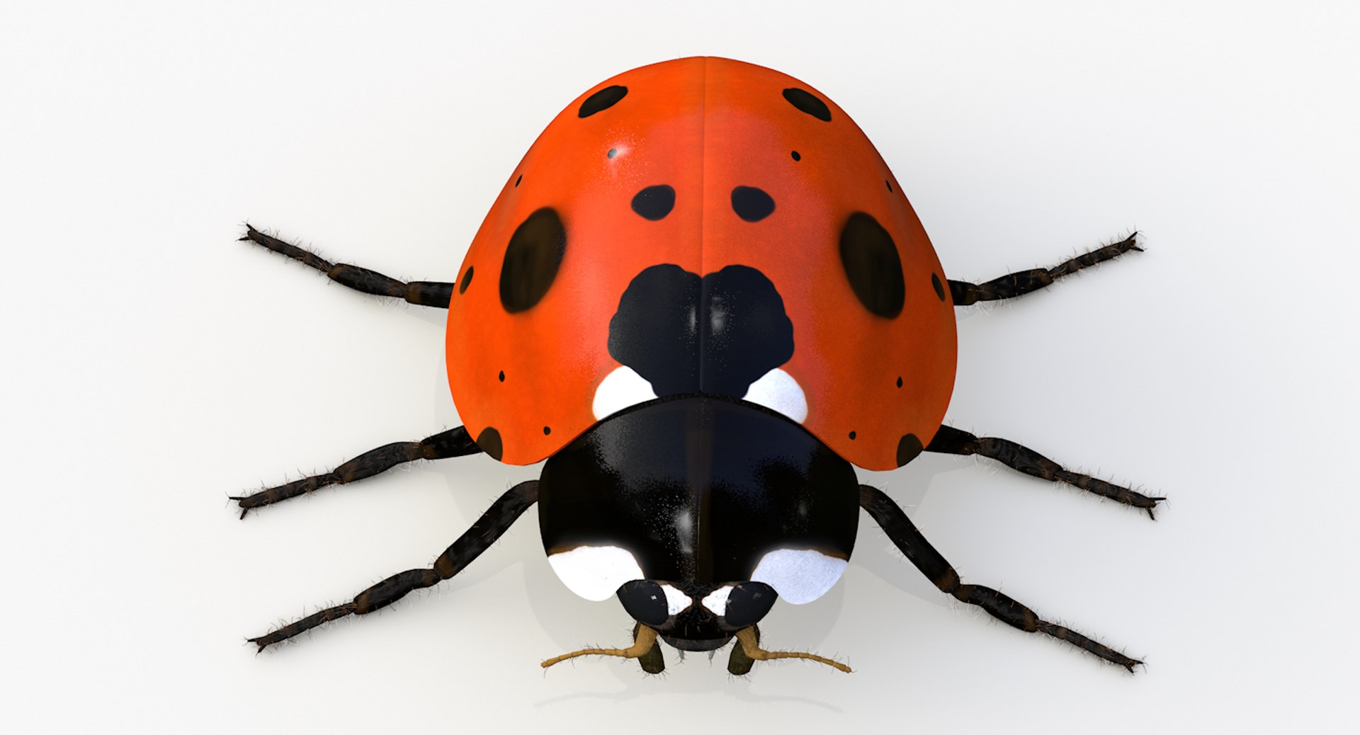 3d Realistic Ladybug Model