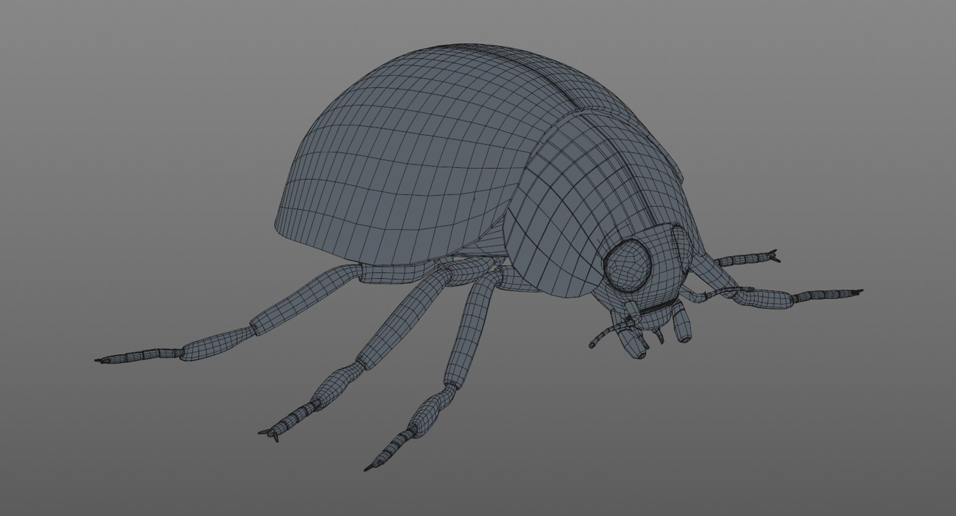 3d Realistic Ladybug Model