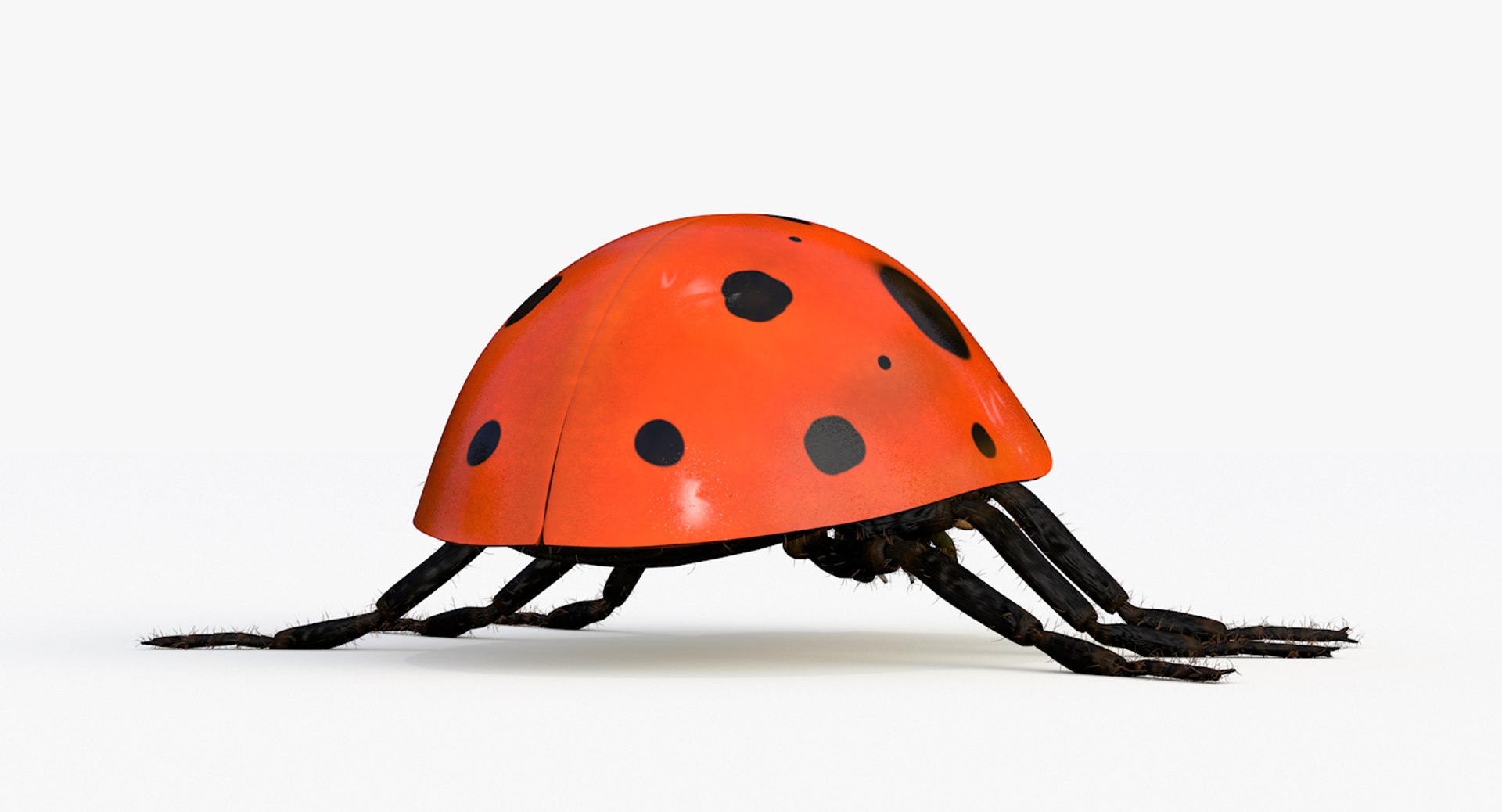 3d Realistic Ladybug Model