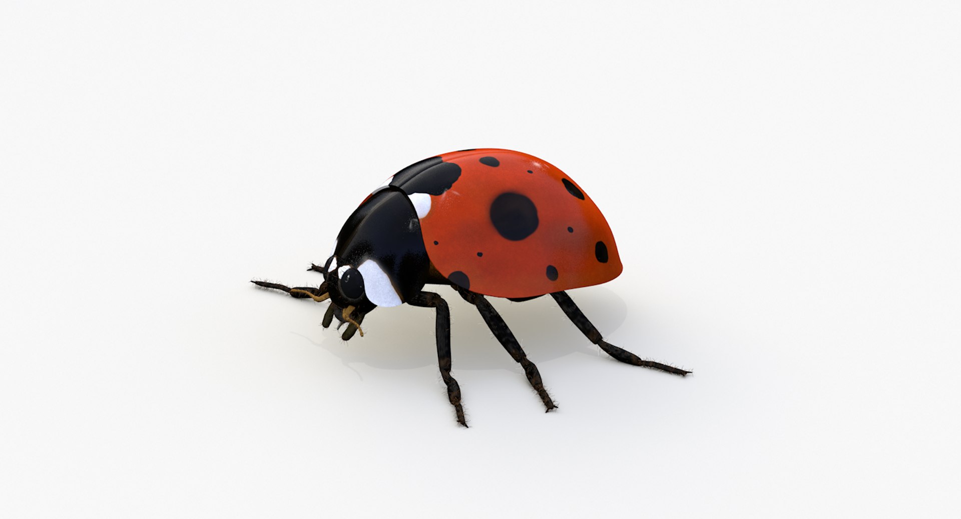 3d Realistic Ladybug Model