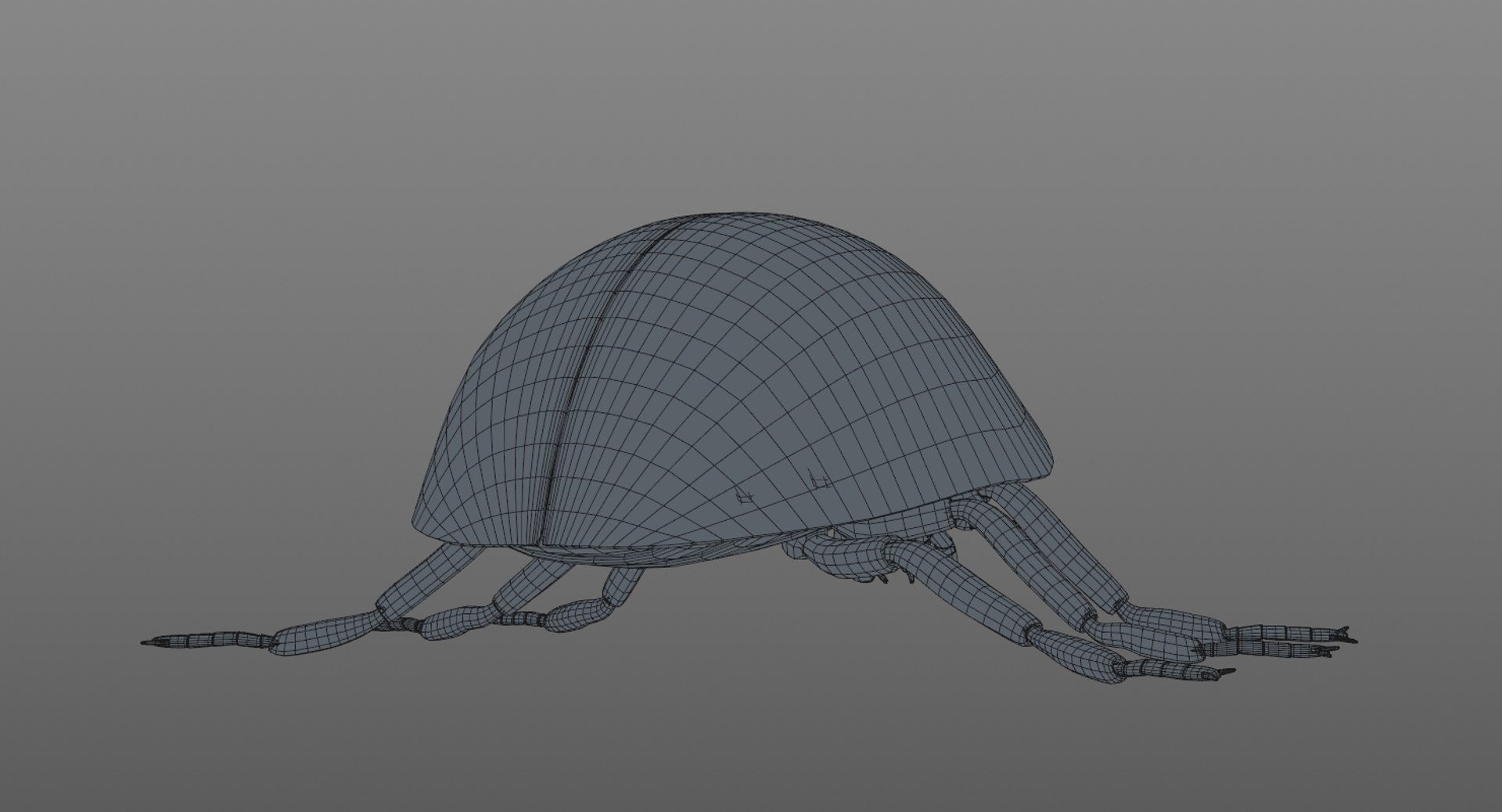 3d Realistic Ladybug Model