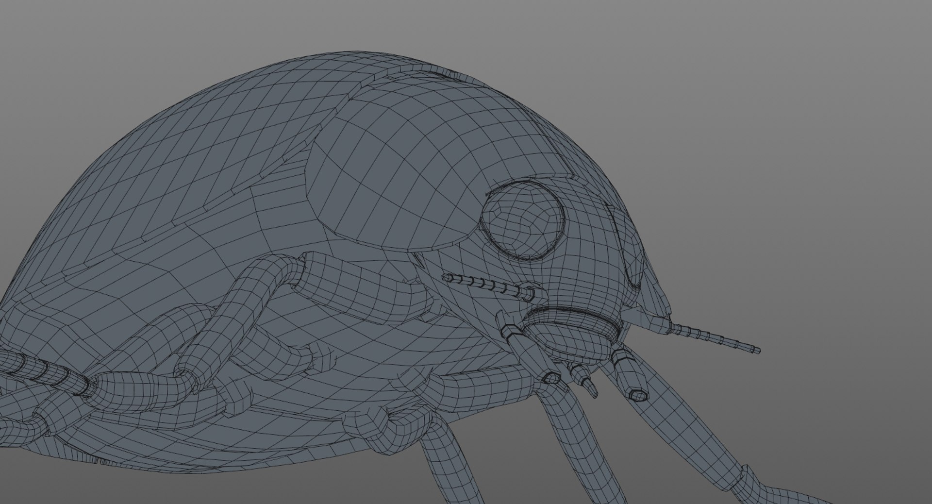 3d Realistic Ladybug Model