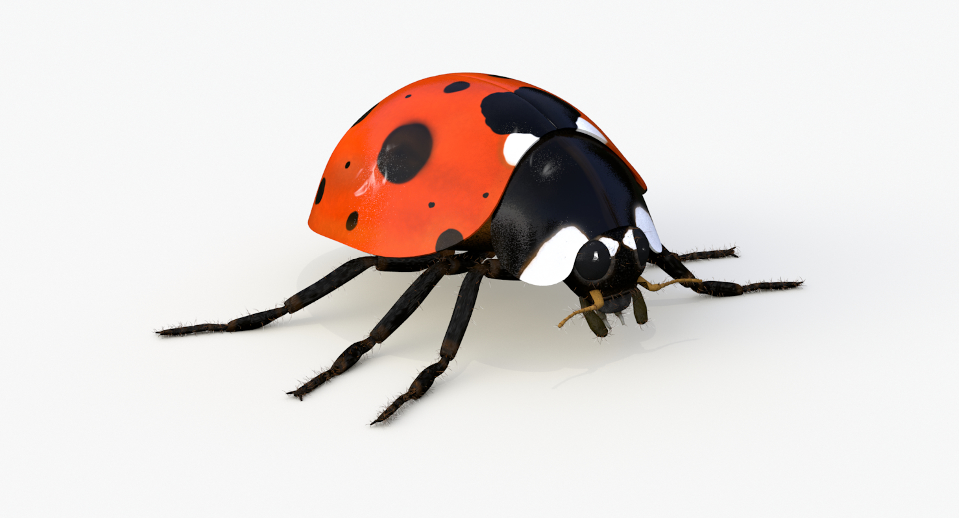 3d Realistic Ladybug Model