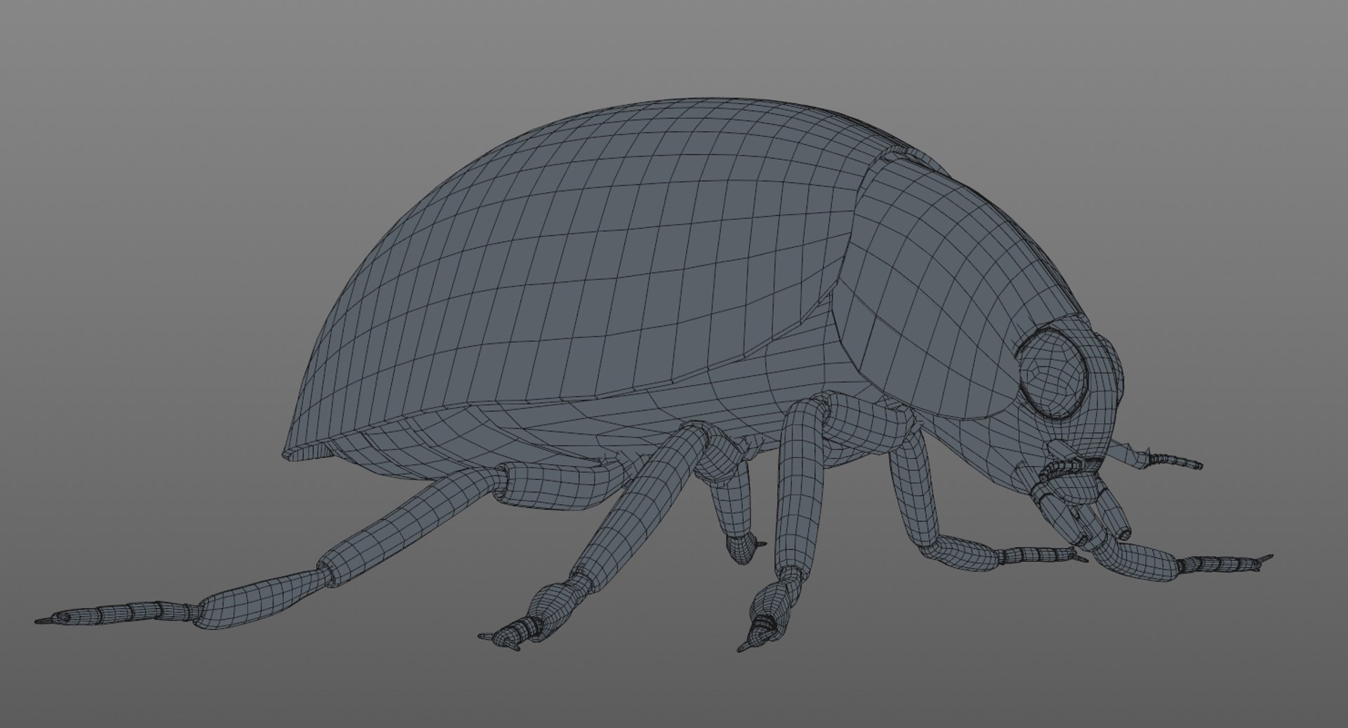 3d Realistic Ladybug Model