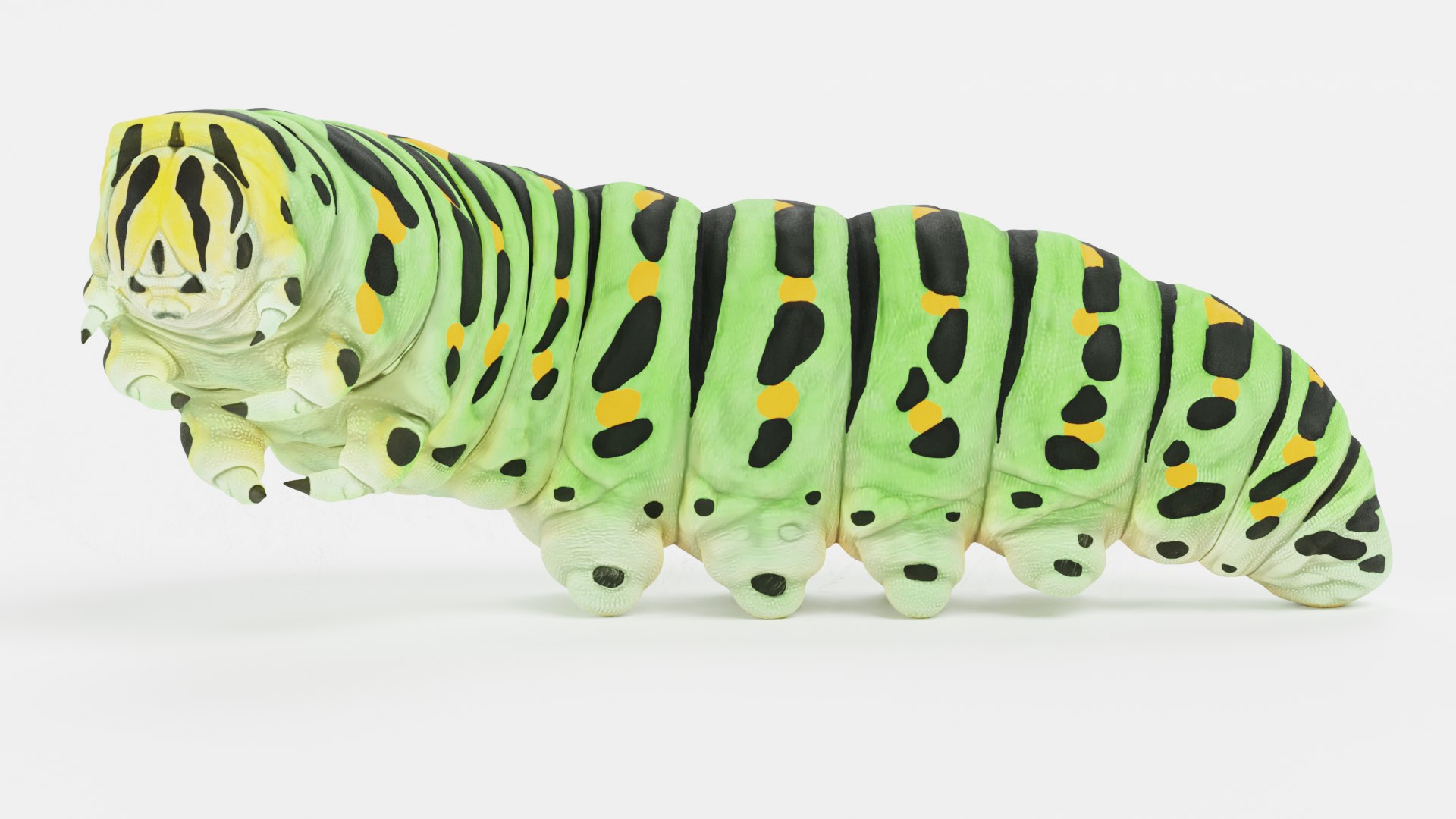 Rigged Swallowtail Caterpillar 3D Model - TurboSquid 1643223