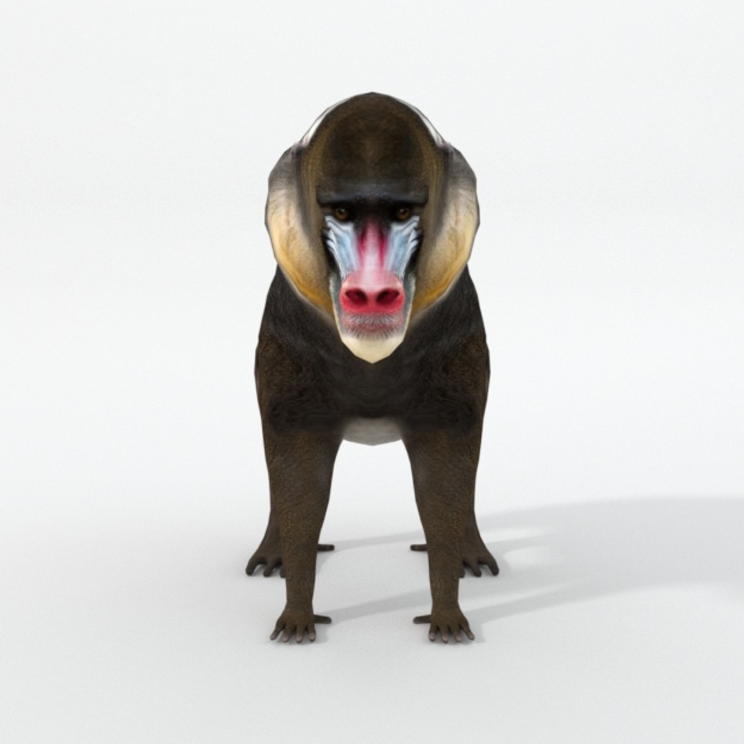 3D Mandrill Model - TurboSquid 1400199