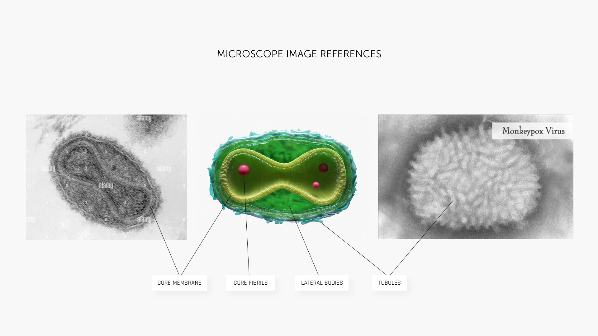 Monkeypox Split View Model - TurboSquid 1901654