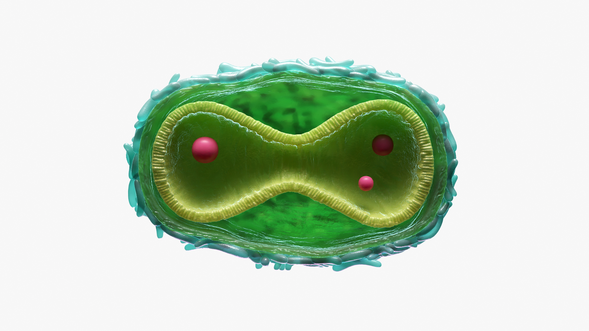 Monkeypox Split View Model - TurboSquid 1901654