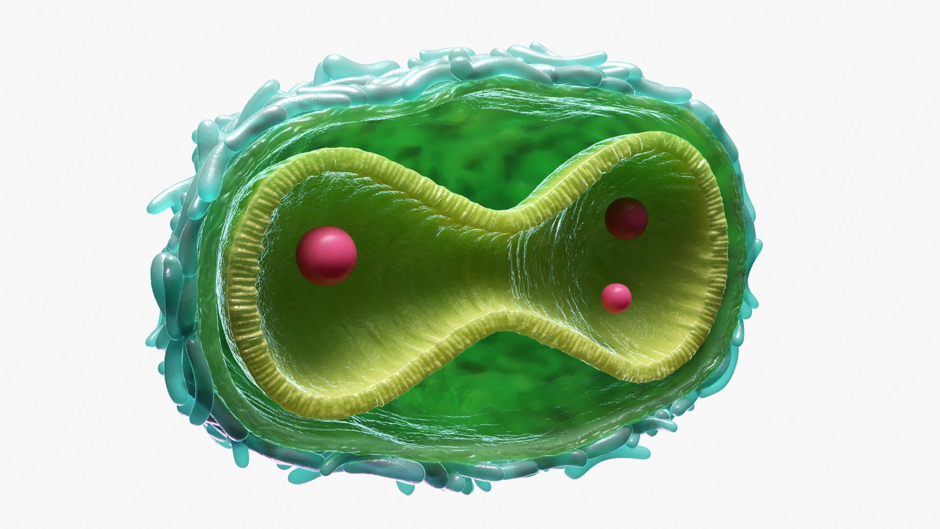 Monkeypox Split View Model - TurboSquid 1901654