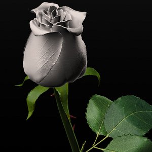 3d model of red white rose
