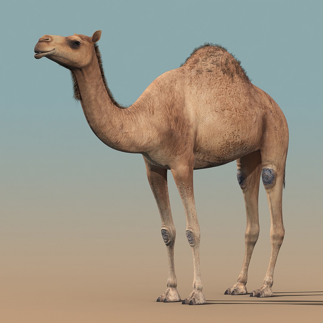 Camel Rigged 3d Max