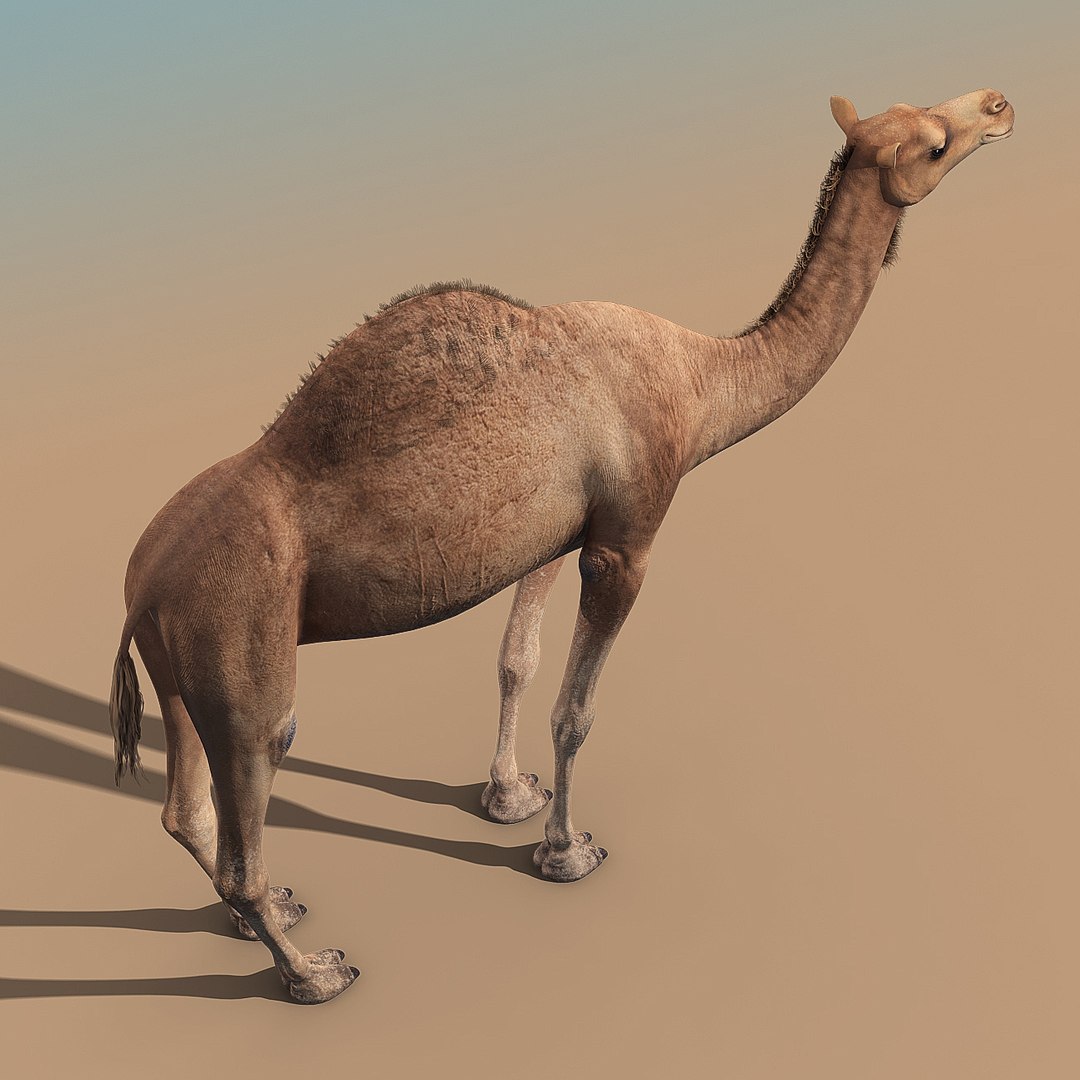 Camel Rigged 3d Max