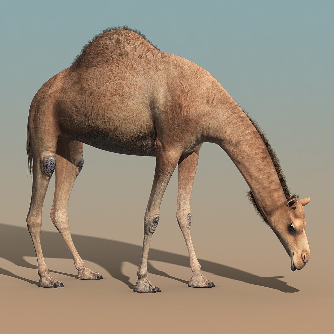 Camel Rigged 3d Max