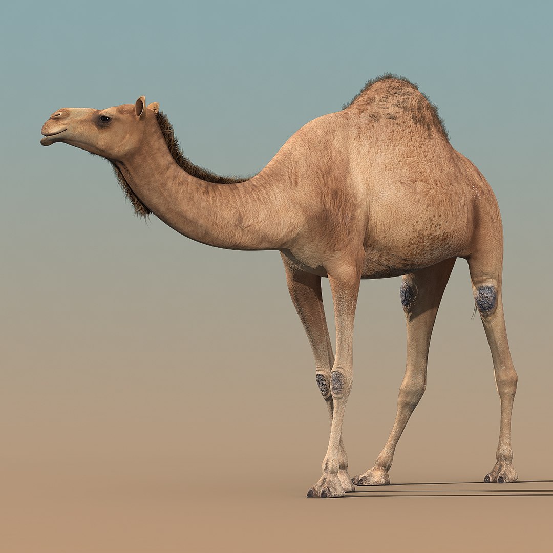 Camel Rigged 3d Max