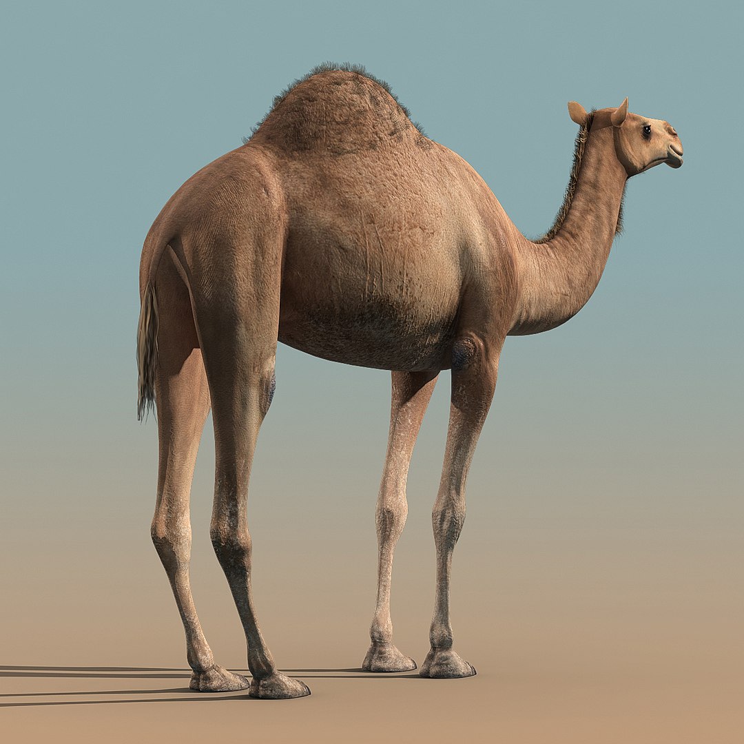 Camel Rigged 3d Max