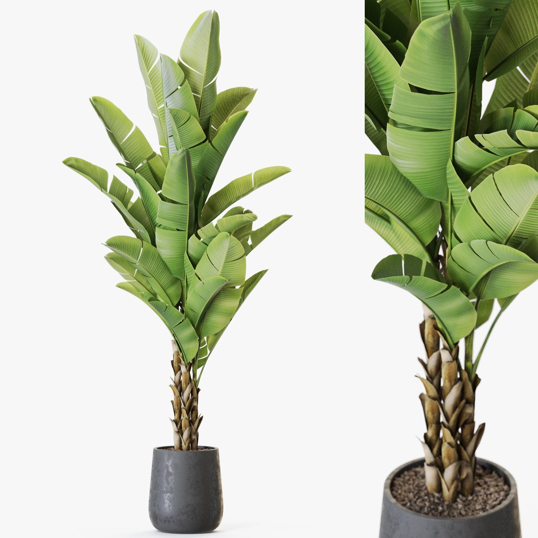 3D Plant 1225 Model - TurboSquid 2396660