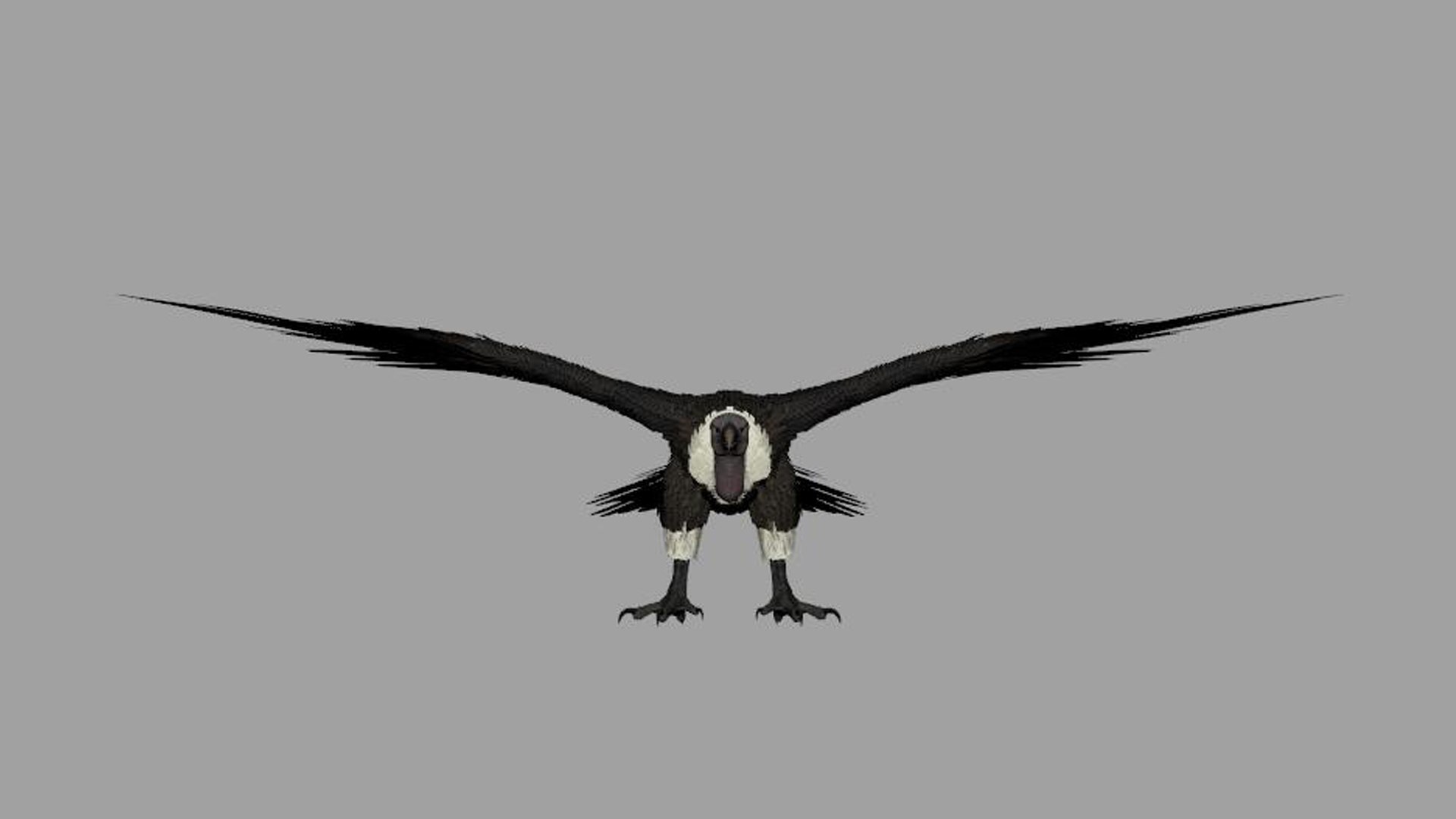 3D Vulture Model - TurboSquid 2275598