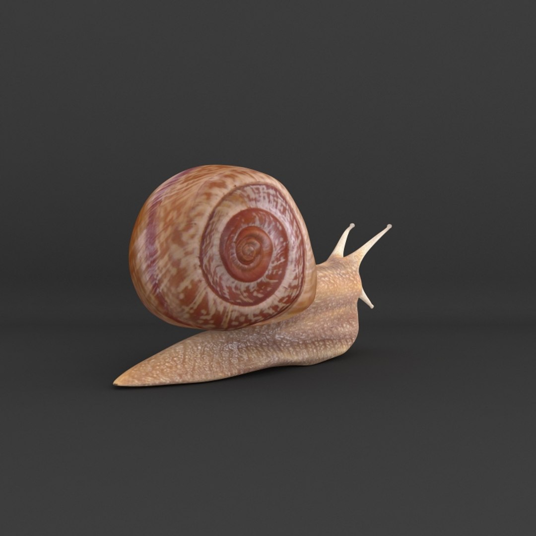 3ds Max Realistic Snail