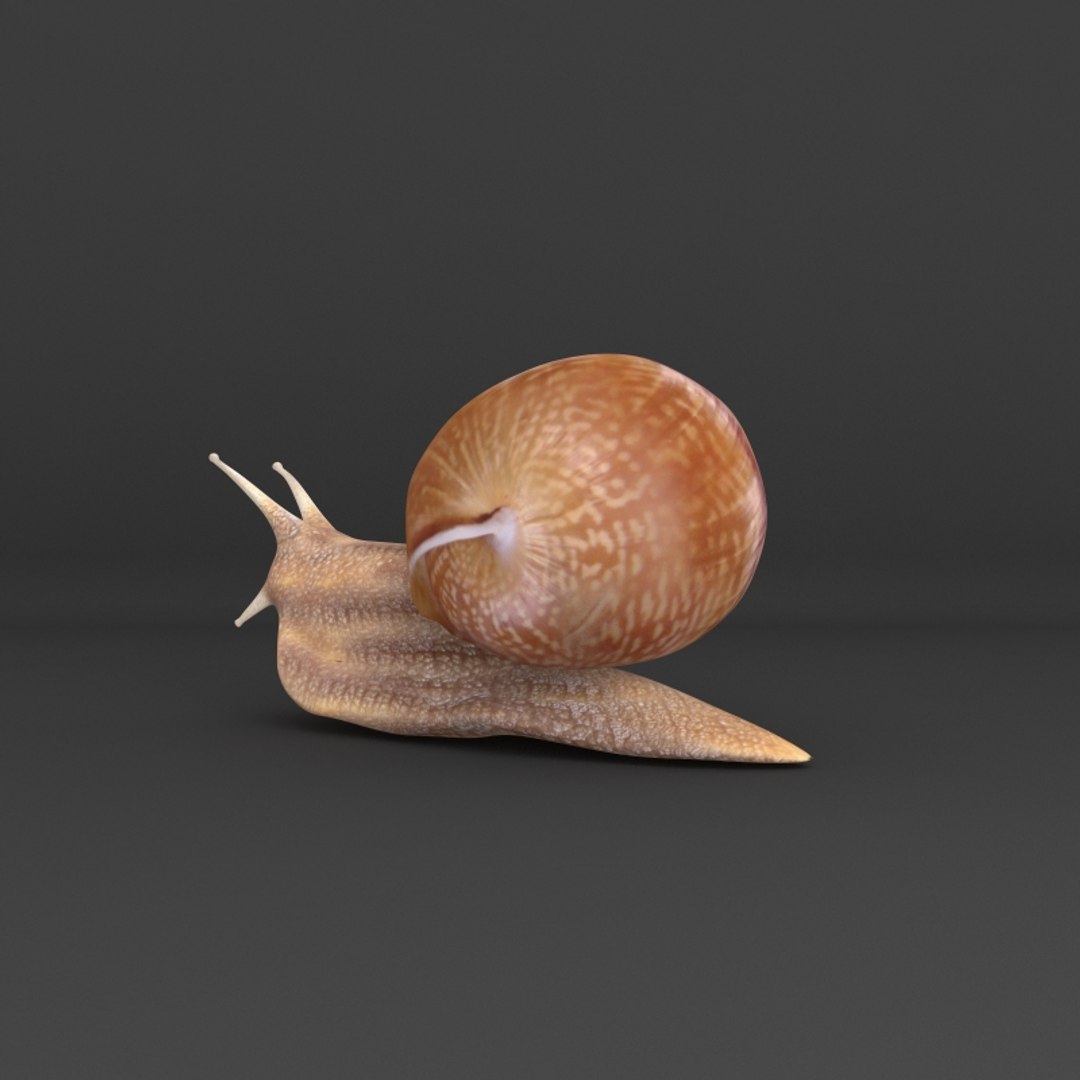 3ds Max Realistic Snail