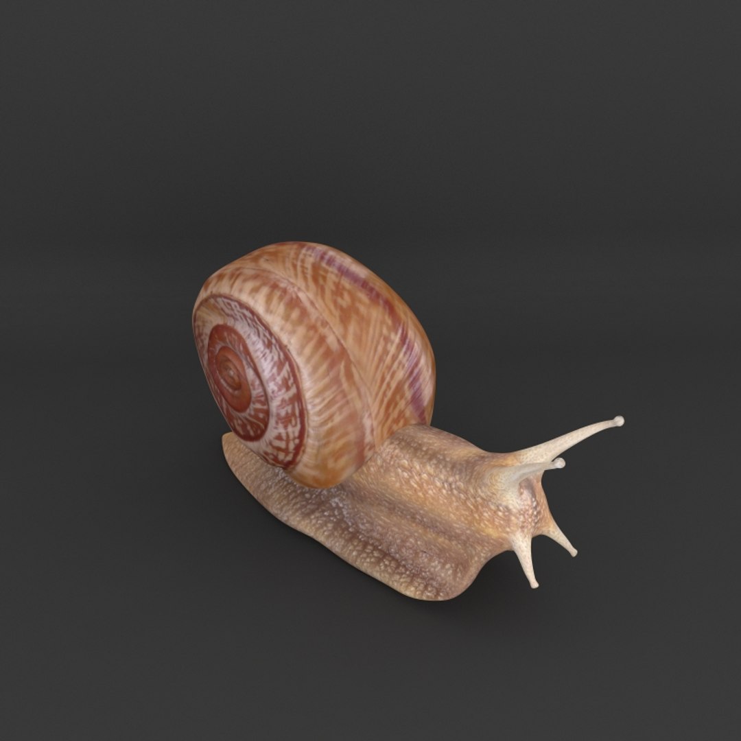 3ds Max Realistic Snail