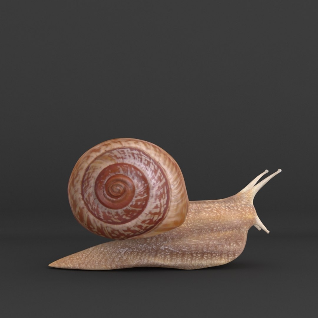 3ds Max Realistic Snail