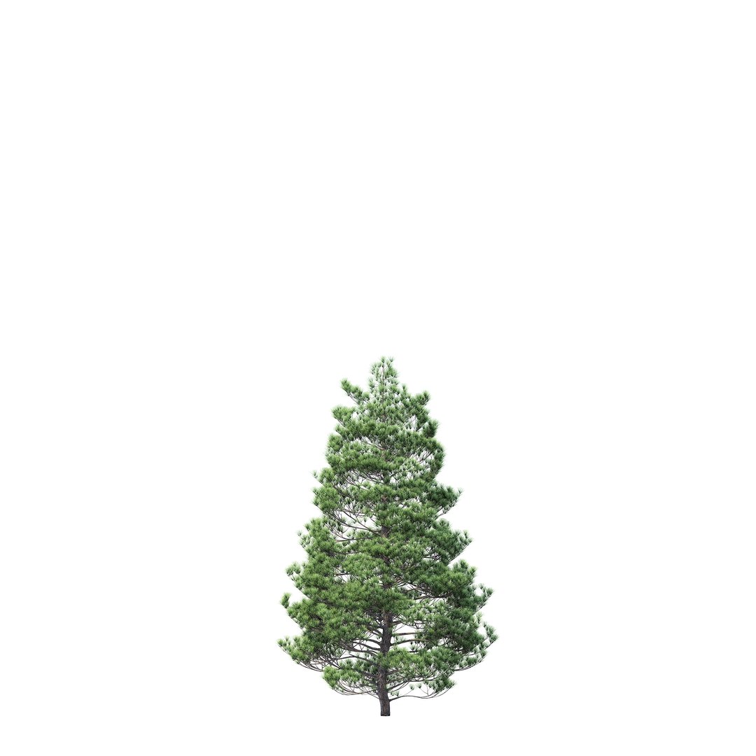 Pine-trees Pine Tree 3d 3ds