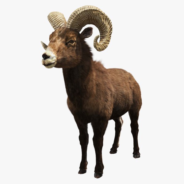 3d model of sheep realistic