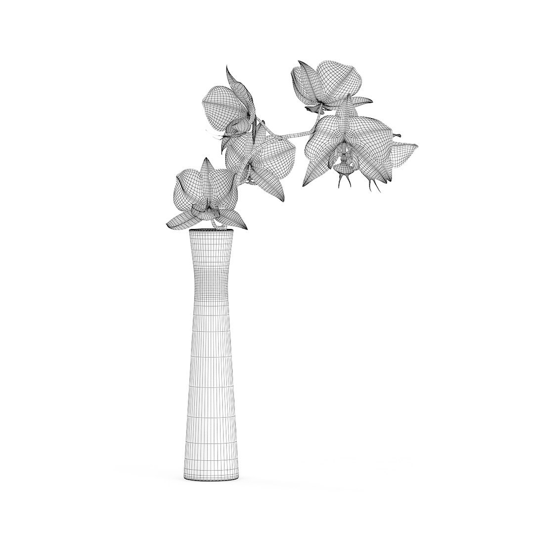 3d Model Pink Orchid Flower White