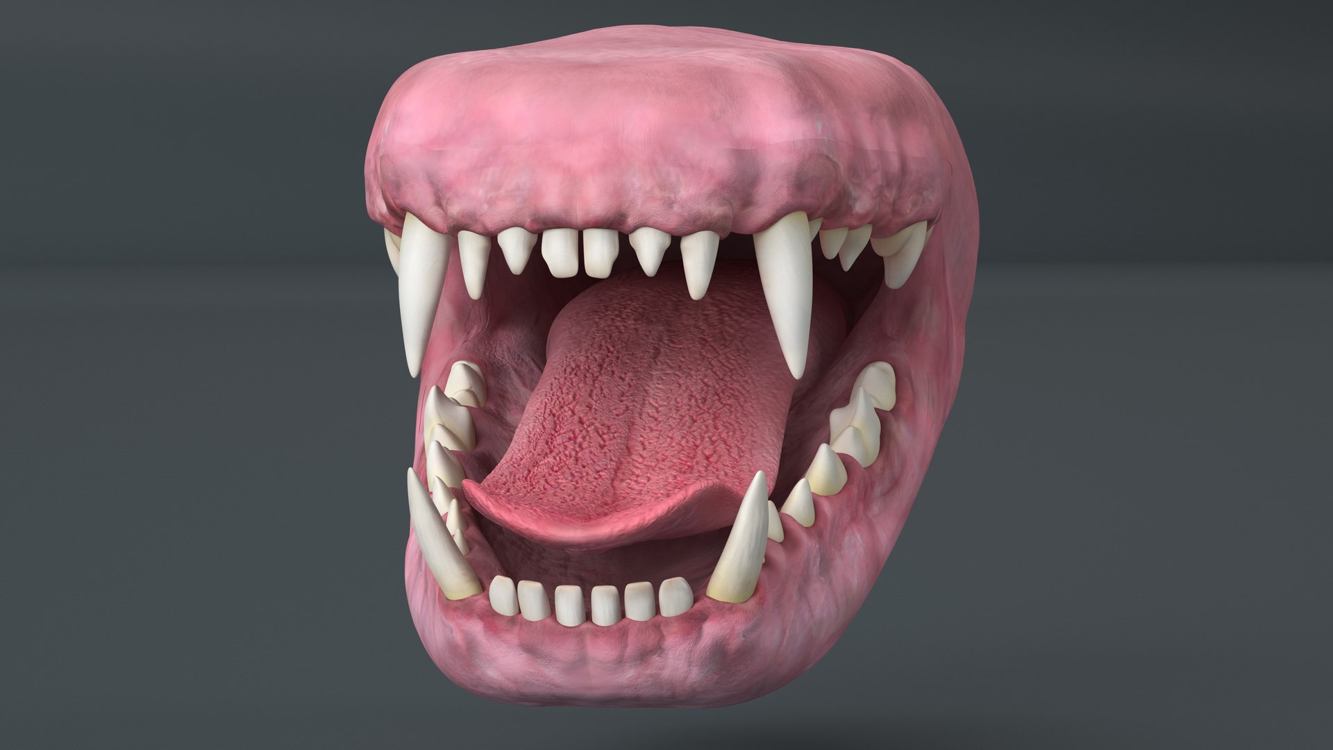 3D Dog Jaw Anatomic Rigged For Cinema 4D - TurboSquid 2255028