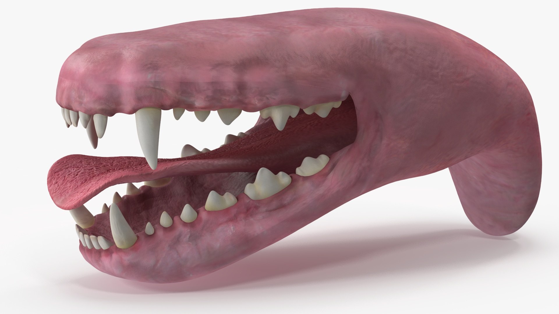 3D Dog Jaw Anatomic Rigged For Cinema 4D - TurboSquid 2255028