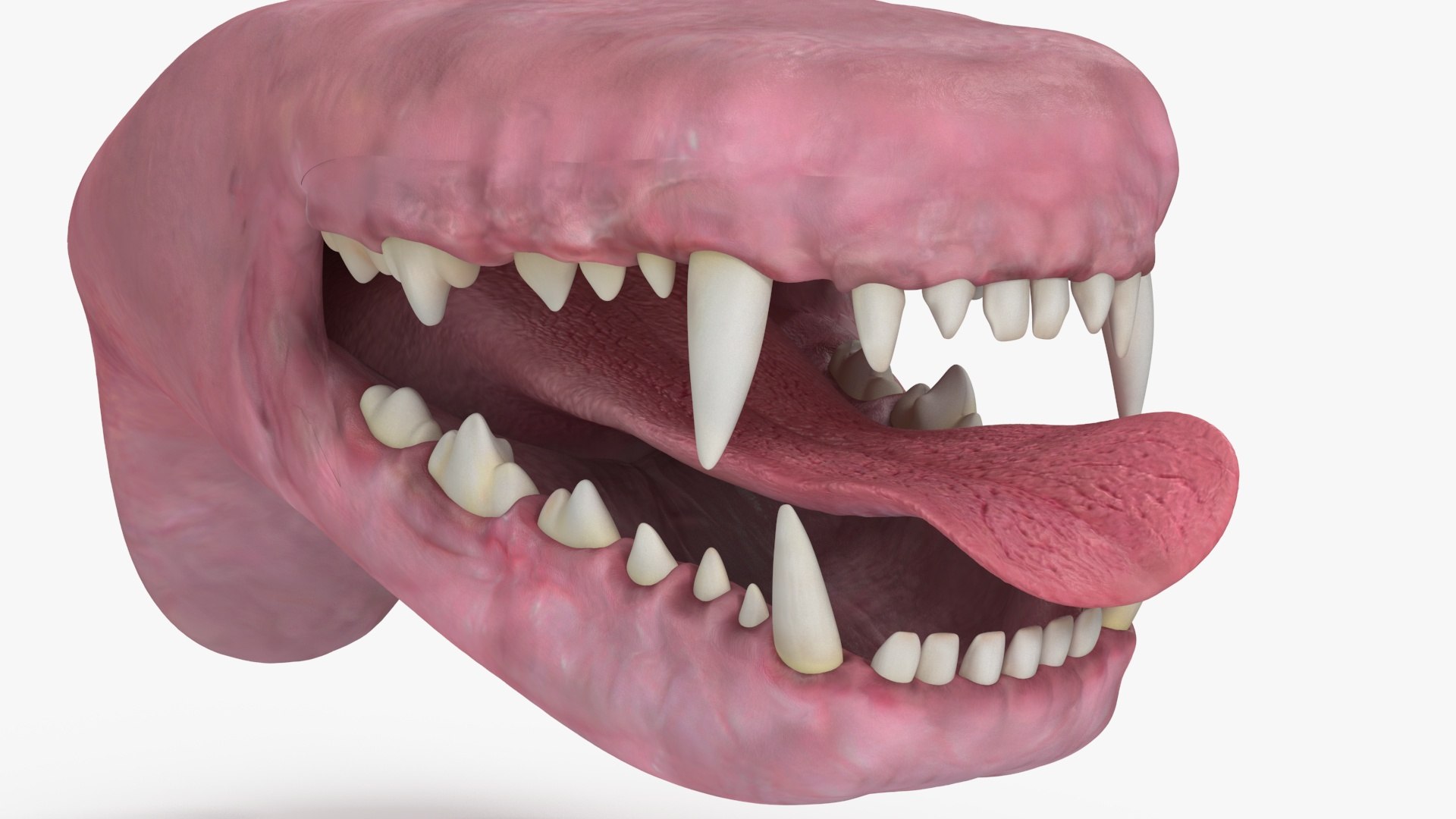 3D Dog Jaw Anatomic Rigged For Cinema 4D - TurboSquid 2255028