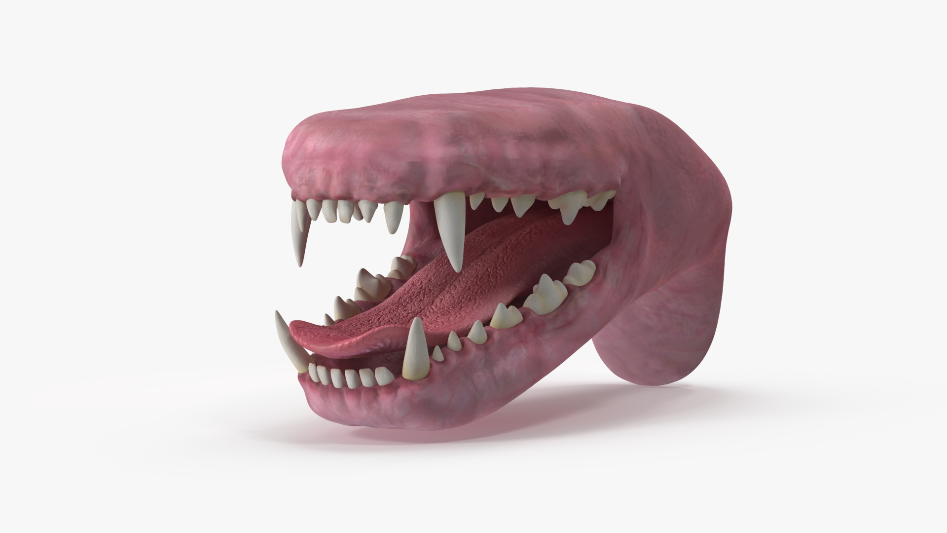 3D Dog Jaw Anatomic Rigged For Cinema 4D - TurboSquid 2255028