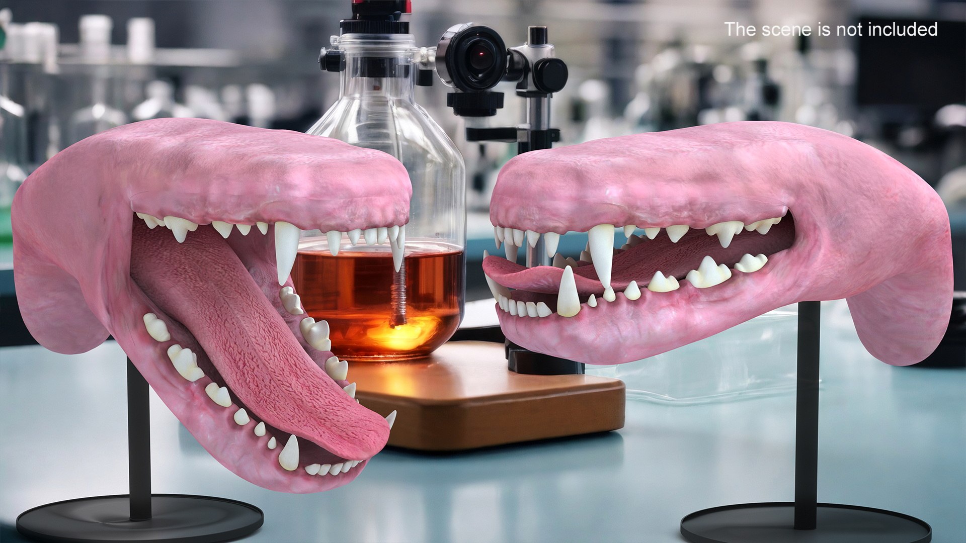 3D Dog Jaw Anatomic Rigged For Cinema 4D - TurboSquid 2255028