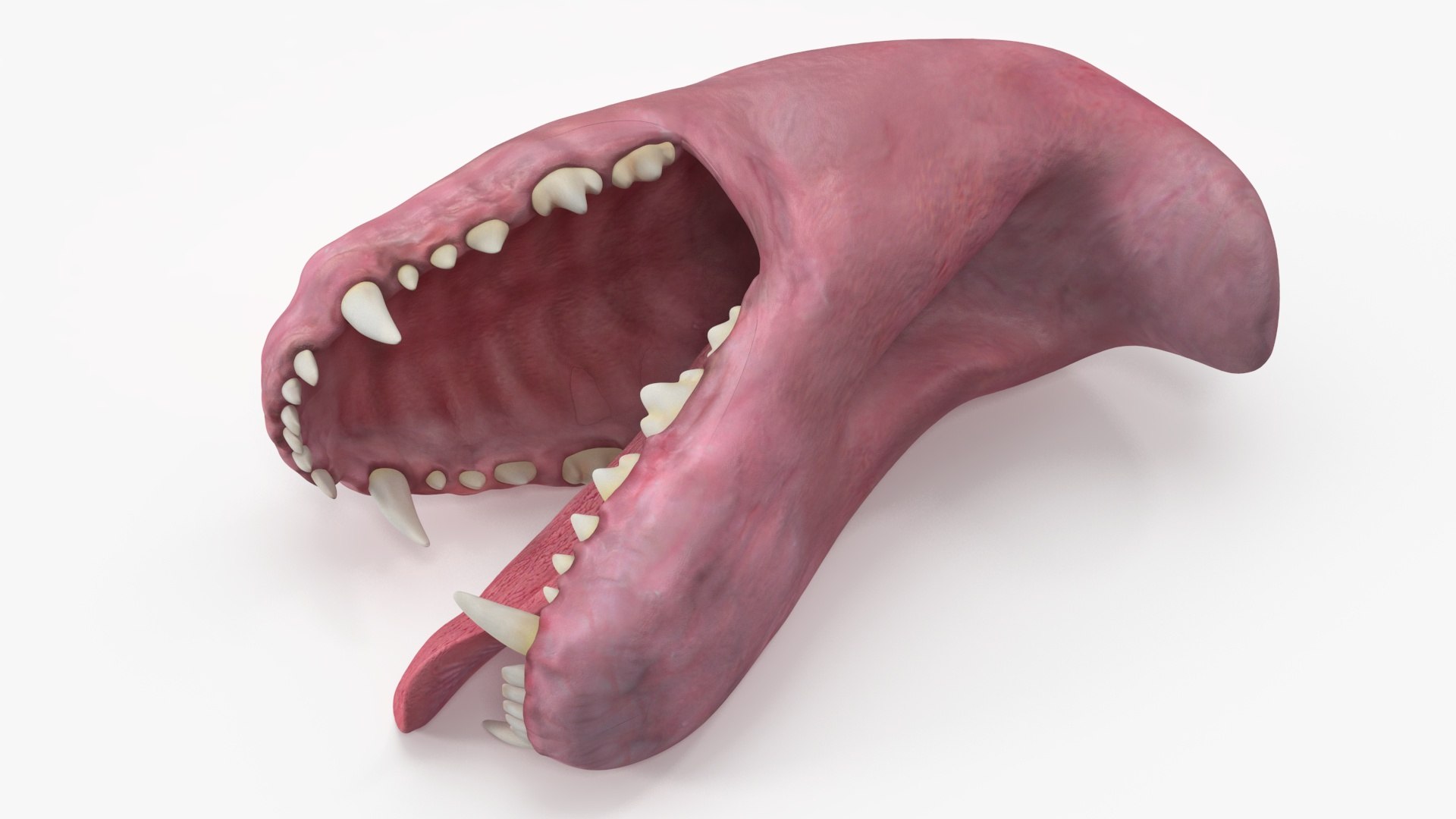3D Dog Jaw Anatomic Rigged For Cinema 4D - TurboSquid 2255028