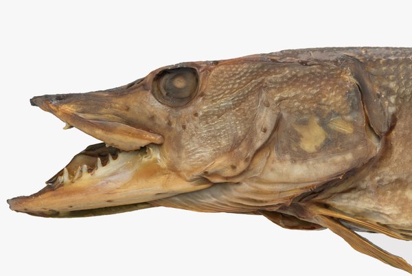 modelo 3d Lucio ahumado en frío - TurboSquid 1977473