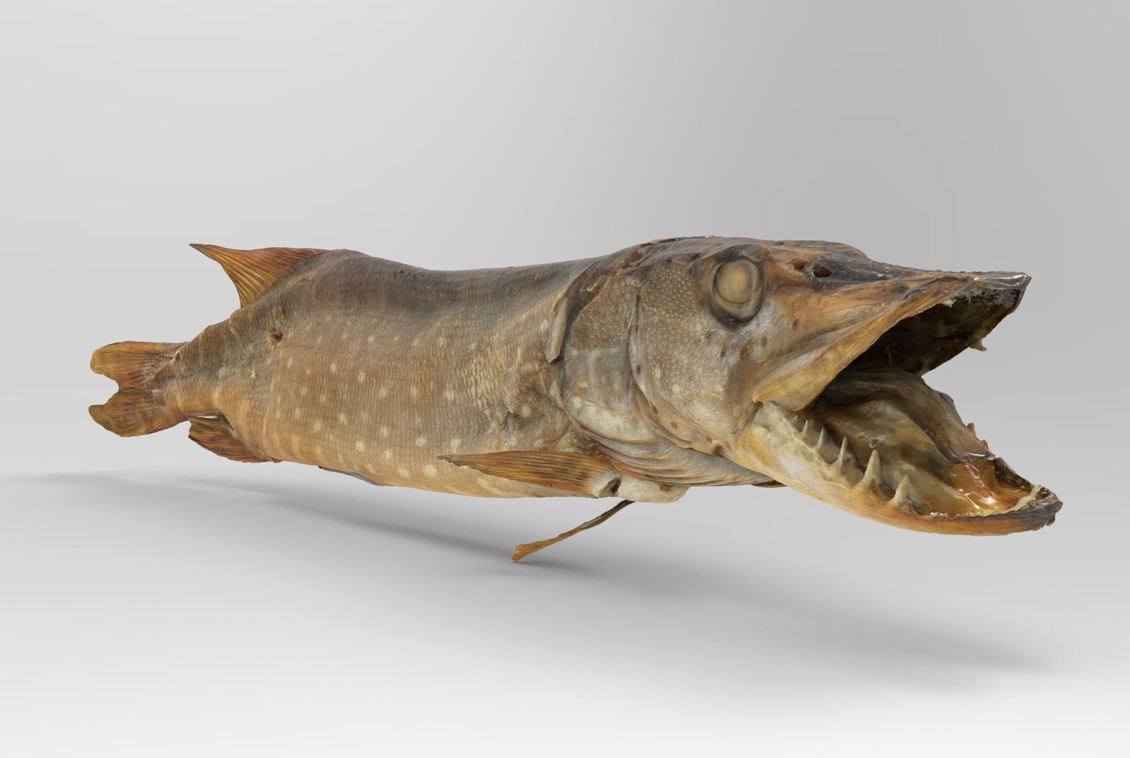 Pike Cold Smoked 3D Model - TurboSquid 1977473