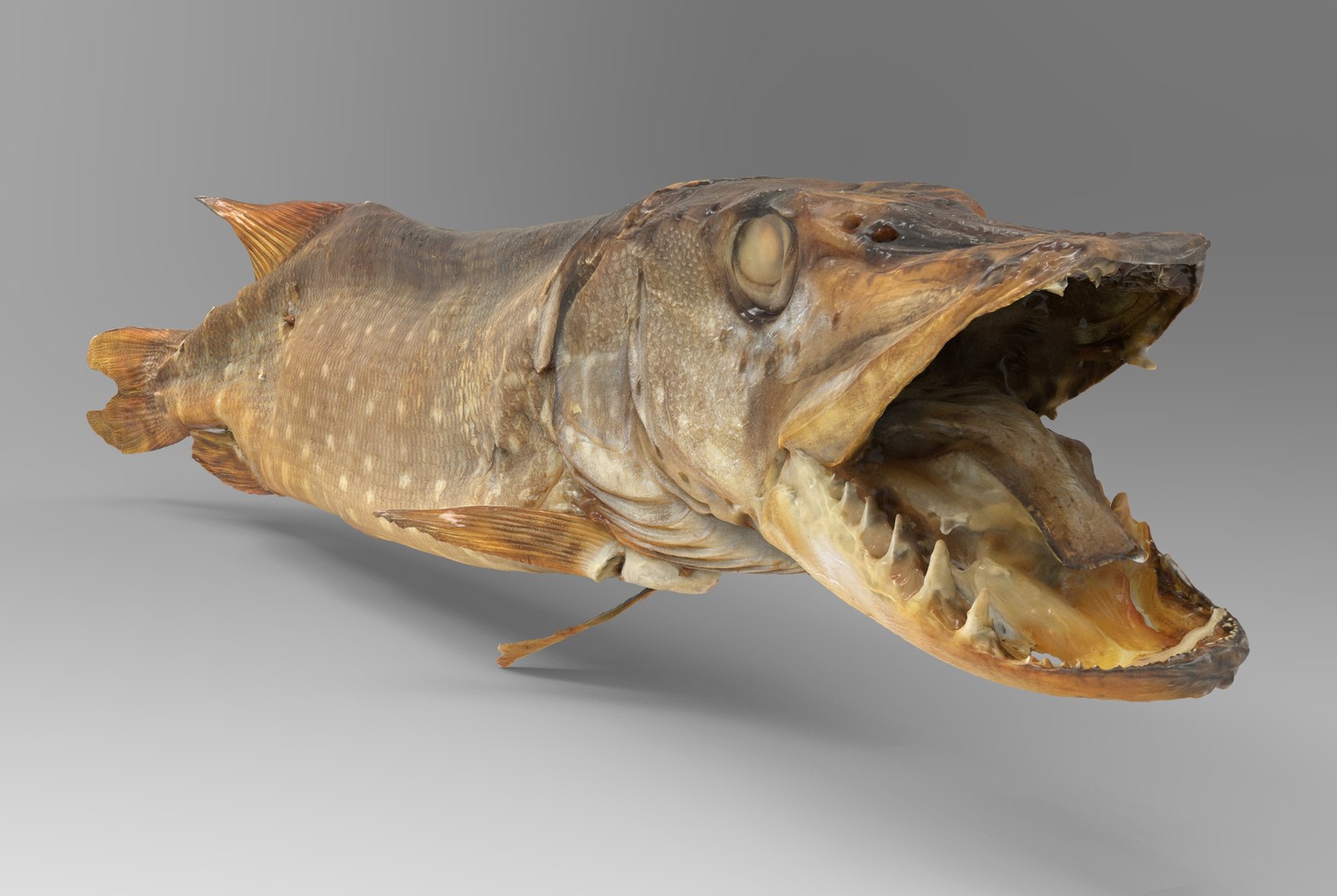 Pike Cold Smoked 3D Model - TurboSquid 1977473
