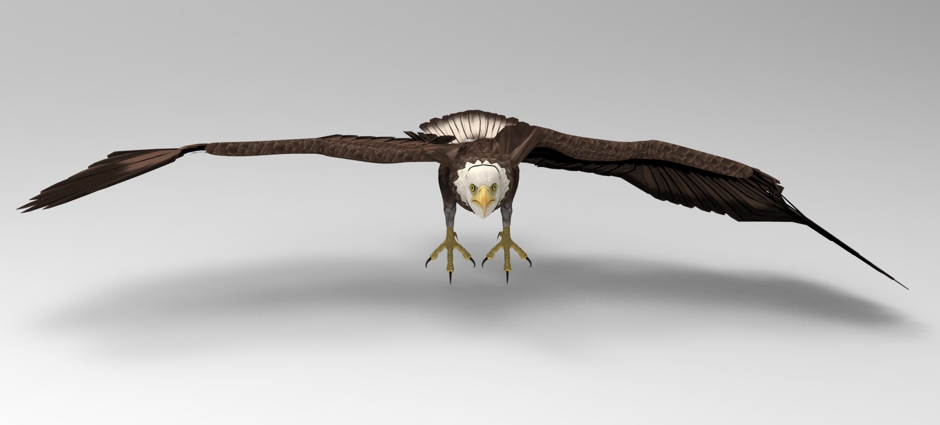 3D Eagle - Rigged - Animated Model - TurboSquid 2280033