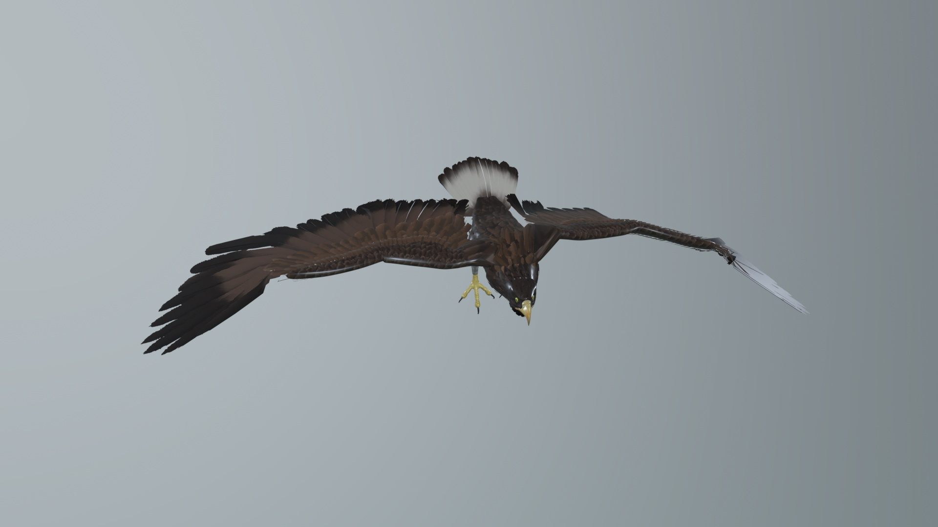 3D Eagle - Rigged - Animated Model - TurboSquid 2280033