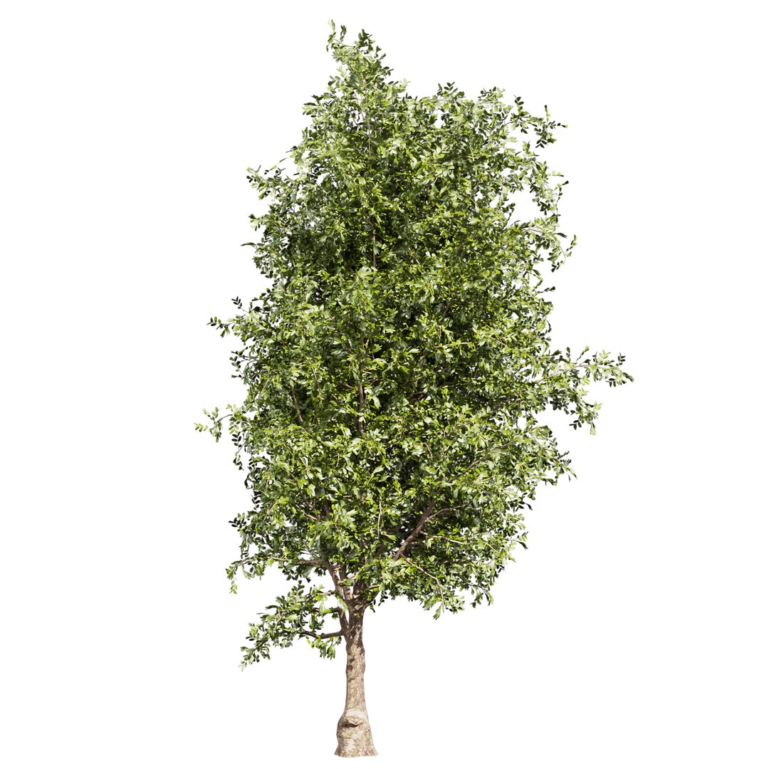 Collection Plant Vol 536 - Tree - Outdoor - Urban Environment 3D Model ...