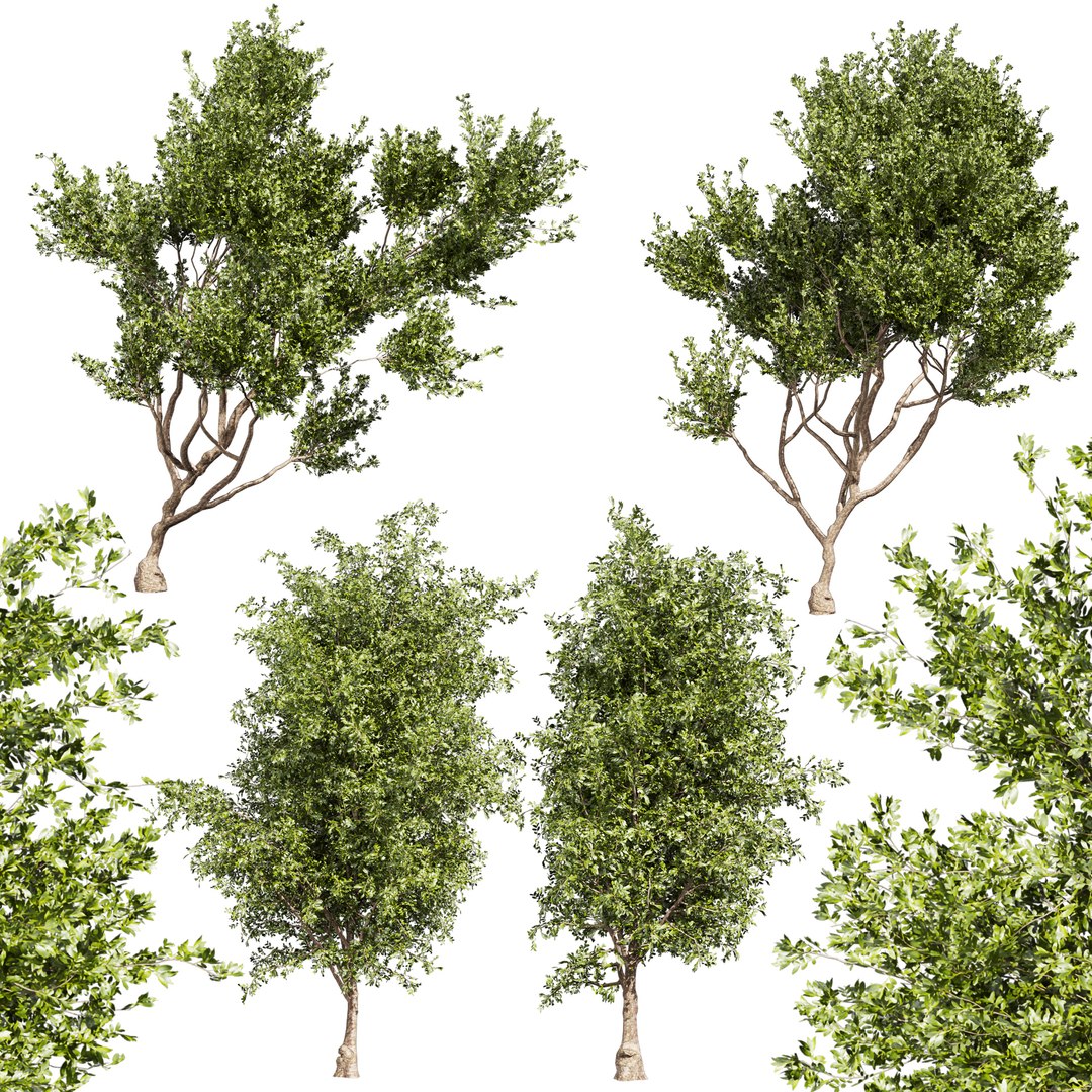 Collection Plant Vol 536 - Tree - Outdoor - Urban Environment 3D Model ...