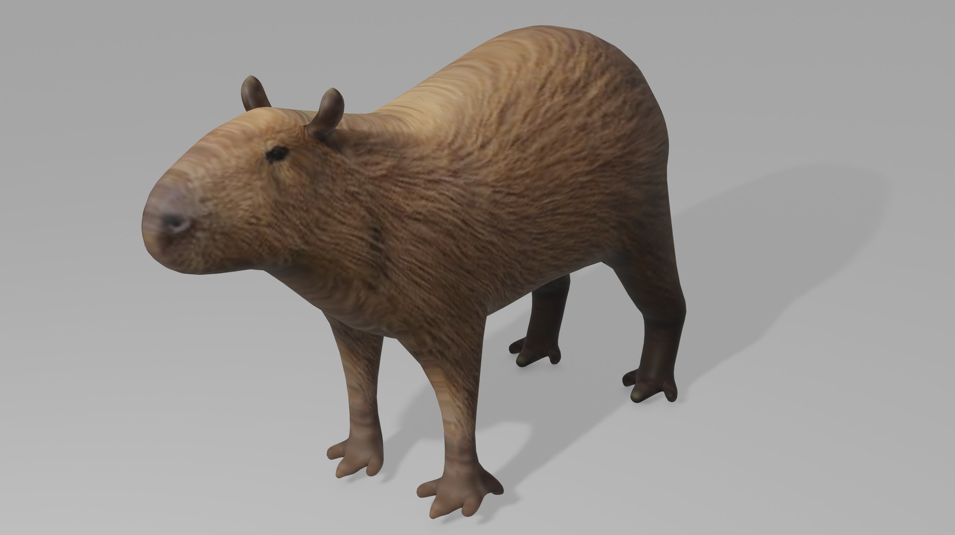 3d Model Capybara Obj Turbosquid 2260773