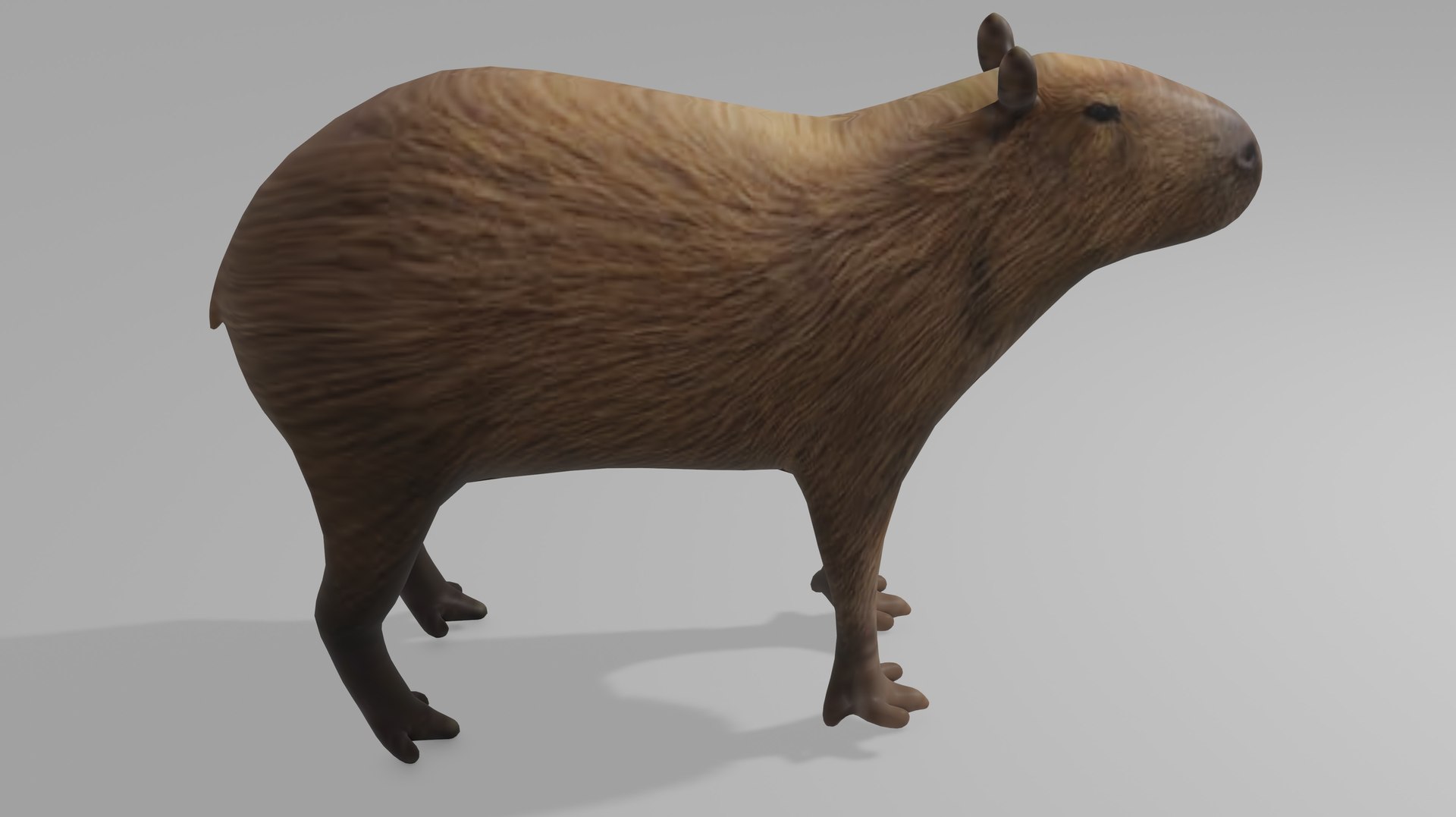 3D Model Capybara OBJ - TurboSquid 2260773