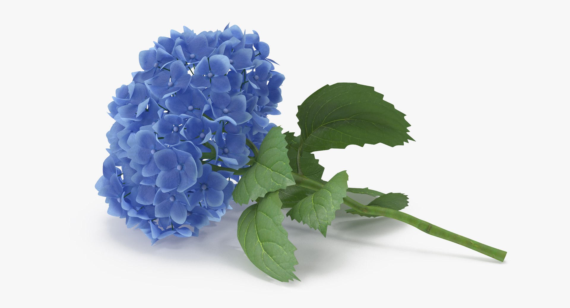 single laying hydrangea - obj