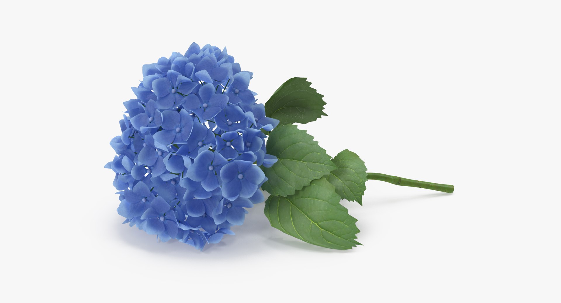 single laying hydrangea - obj